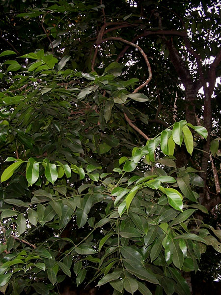 Medicinal Herbs – Abrahams Ayurvedic Speciality Clinic